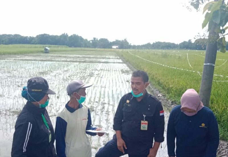 Inovatif dan Inspiratif, Kementan Dorong Pengembangan Budidaya Padi ... Inovatif dan Inspiratif, Kementan Dorong Pengembangan Budidaya Padi ...